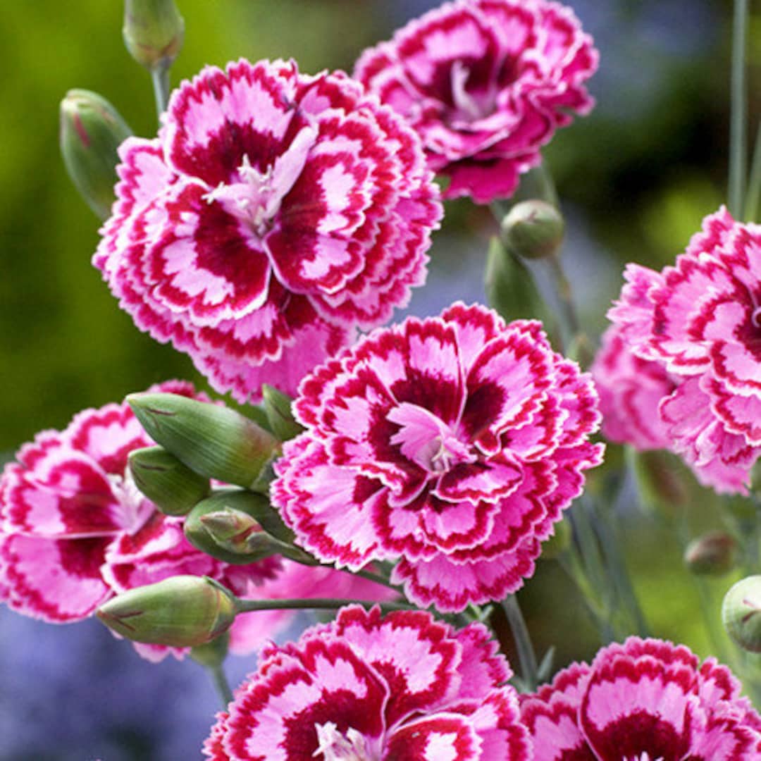 Сlove Moulin Rouge Flower Seeds - Etsy