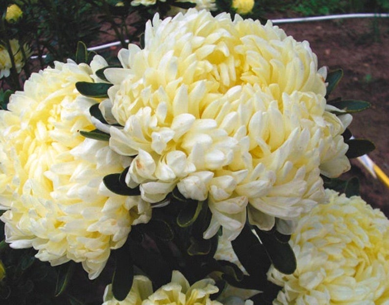 Aster seeds Gelbert turm Flower Seeds | Etsy