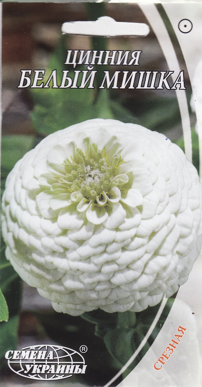 Zinnia Seeds Polar Bear Flower Seeds - Etsy