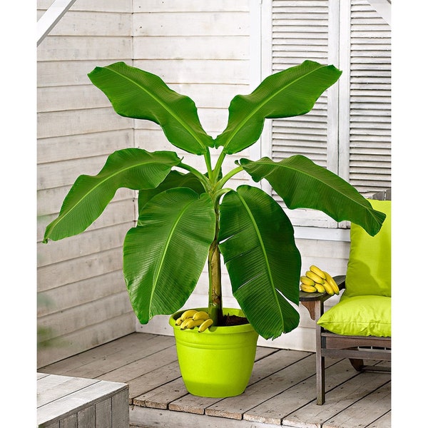 Maria Smith Model Uk Banana - Etsy Canada