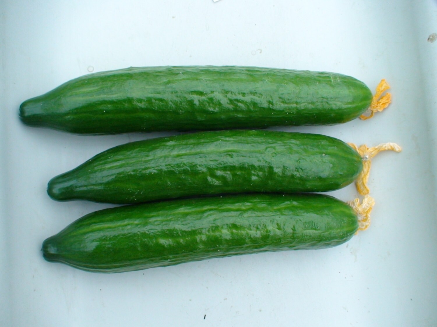 Cucumber Seeds Cuckoo F1 for Greenhouses Vegetable Seeds - Etsy