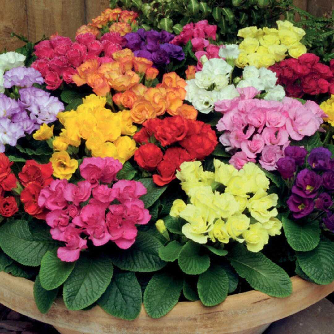 Primula Mix SPRING BOUQUET 1890 - Etsy