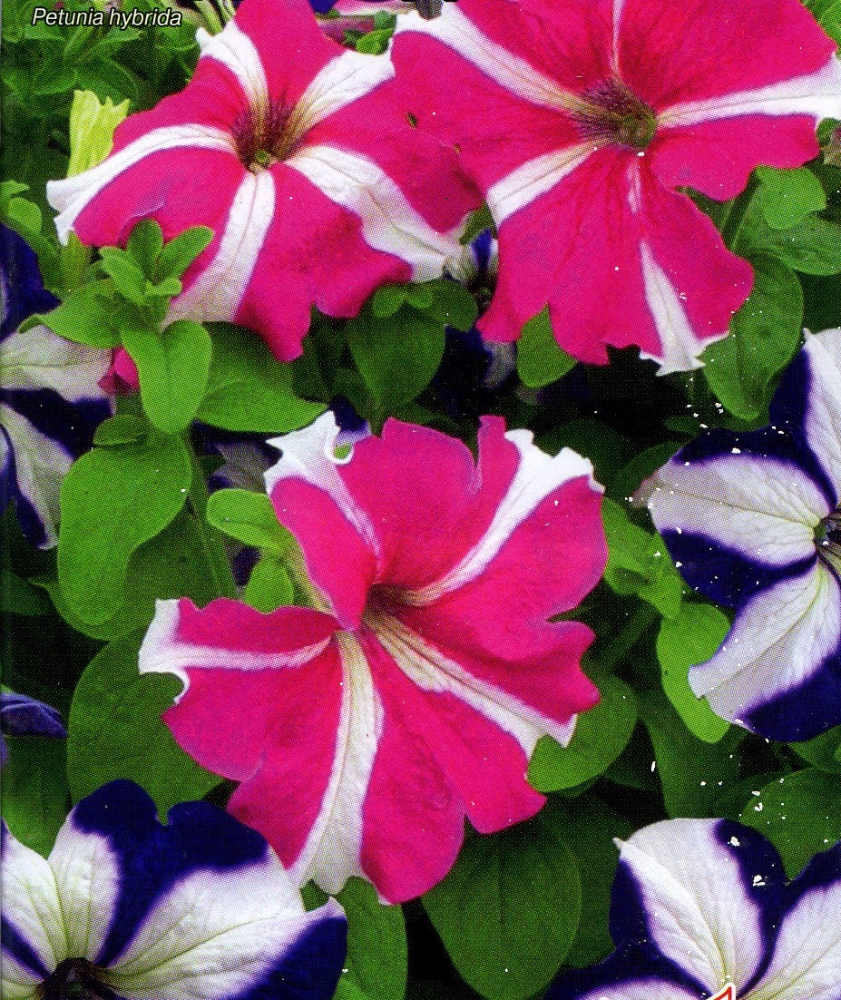 Petunia Starfall MIX Flower Seeds / 1946 - Etsy