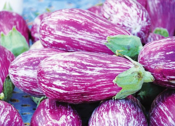 Eggplant Seeds Cakonini - Etsy
