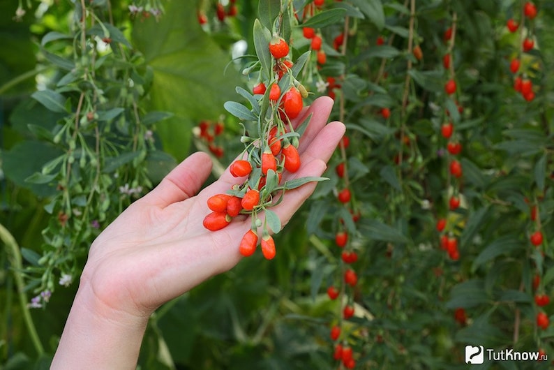Goji Shrub Berries Seeds From Ukraine - Etsy