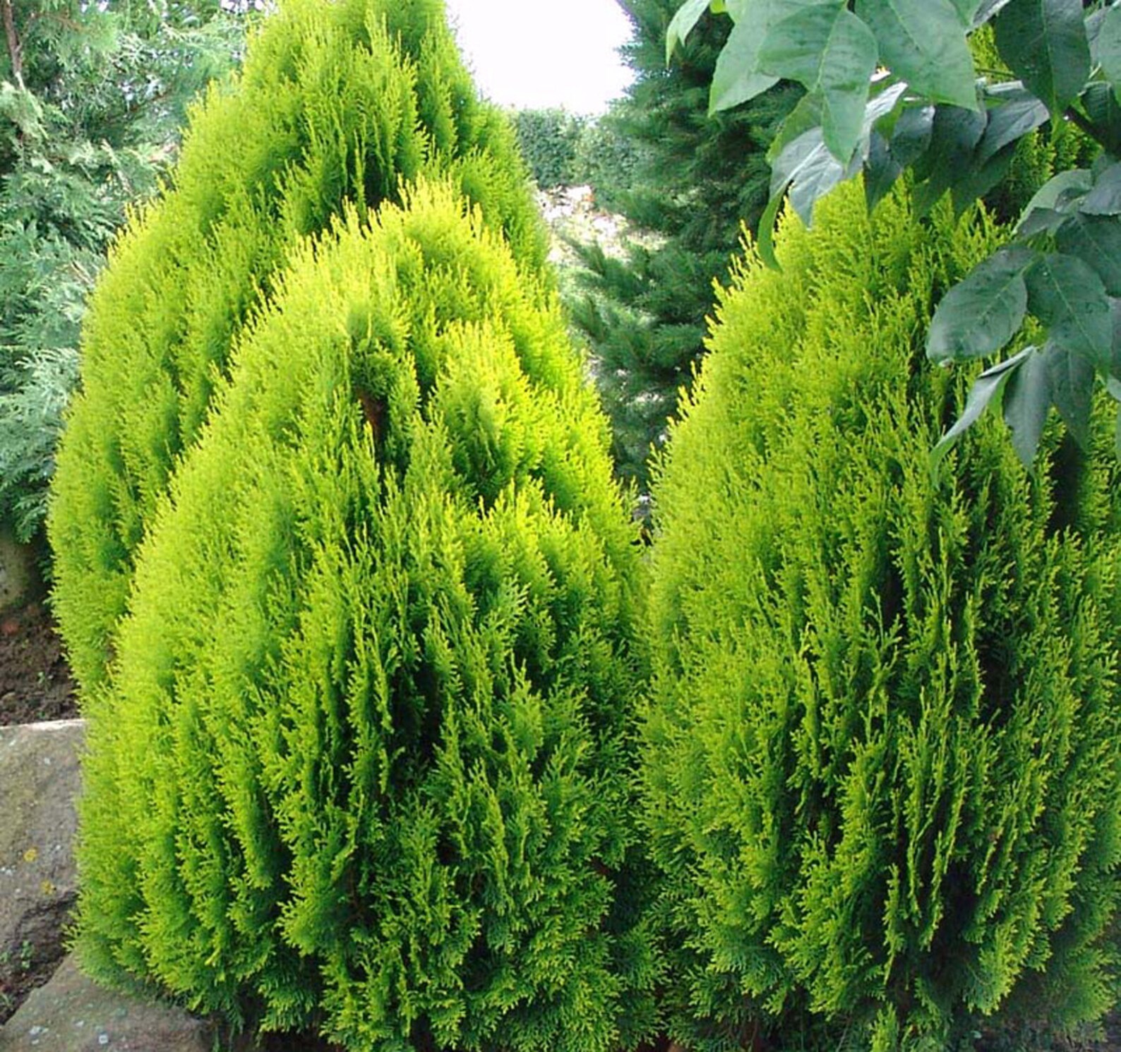 Thuja Eastern From Ukraine / Pine Tree Arbor Vitae Tree Seeds - Etsy