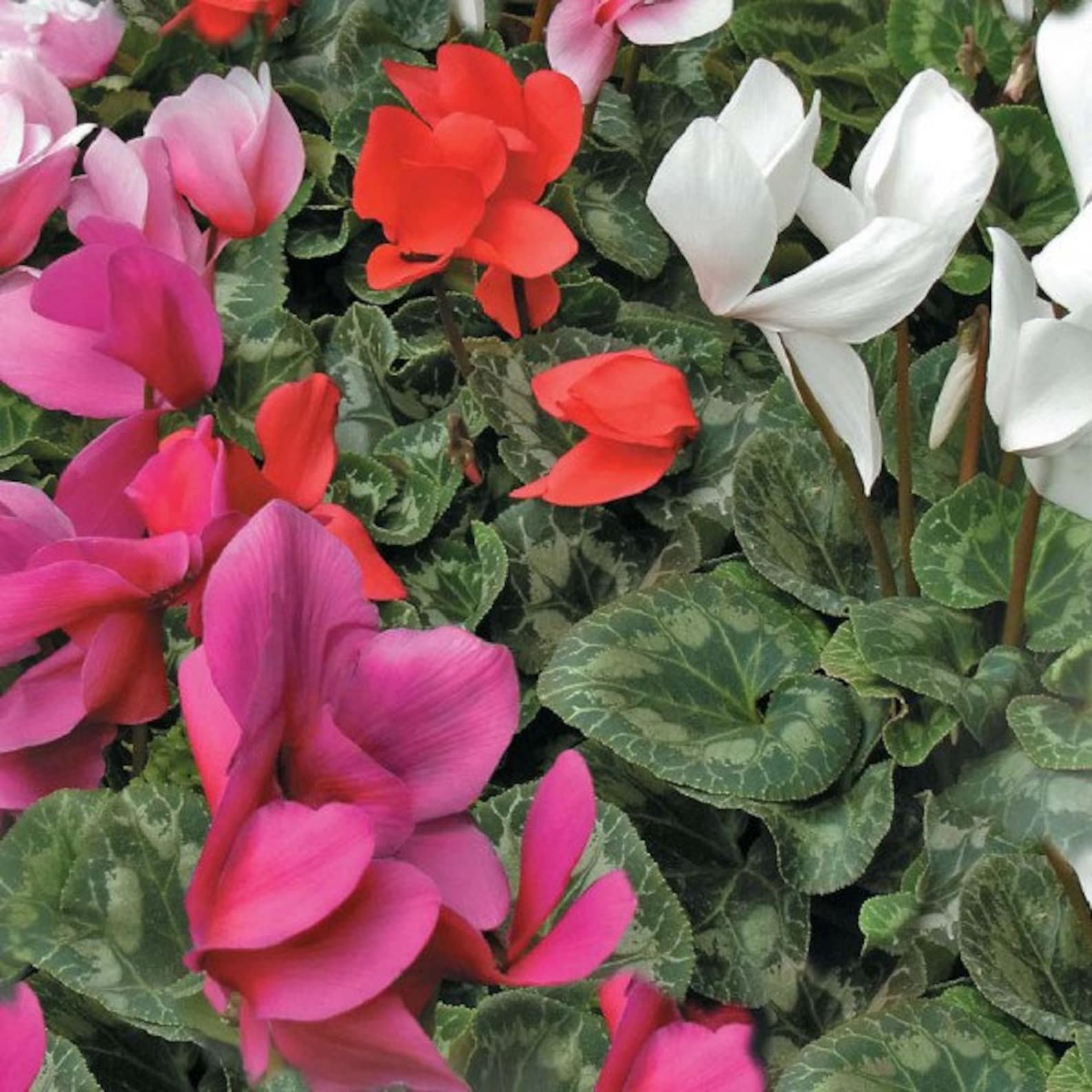 Cyclamen Persicum Persian Cyclamen Flower Seeds Indoor | Etsy