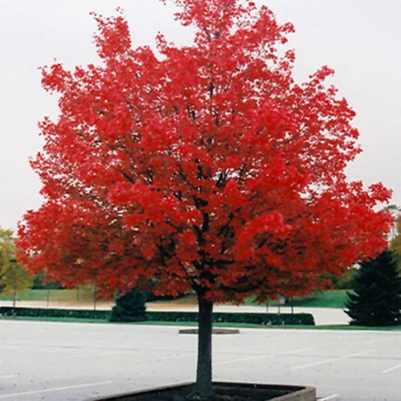 Floral & Garden Crafts Craft Supplies & Tools Gardening & Plants Tree ...