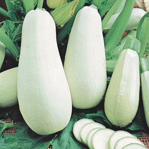 Squah Seeds White Fruit - Etsy