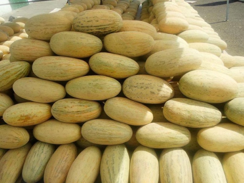Melon Seeds Torpedo Uzbekistanskaya Ukraine Heirloom Vegetable | Etsy