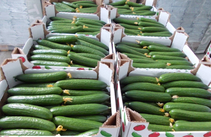 Cucumber Seeds Cuckoo F1 for Greenhouses Vegetable Seeds - Etsy