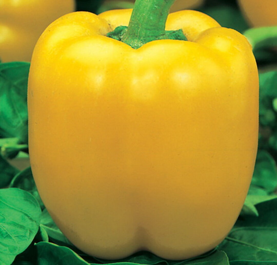 Sweet Pepper Seeds Miracle Yellow Seeds 890 - Etsy