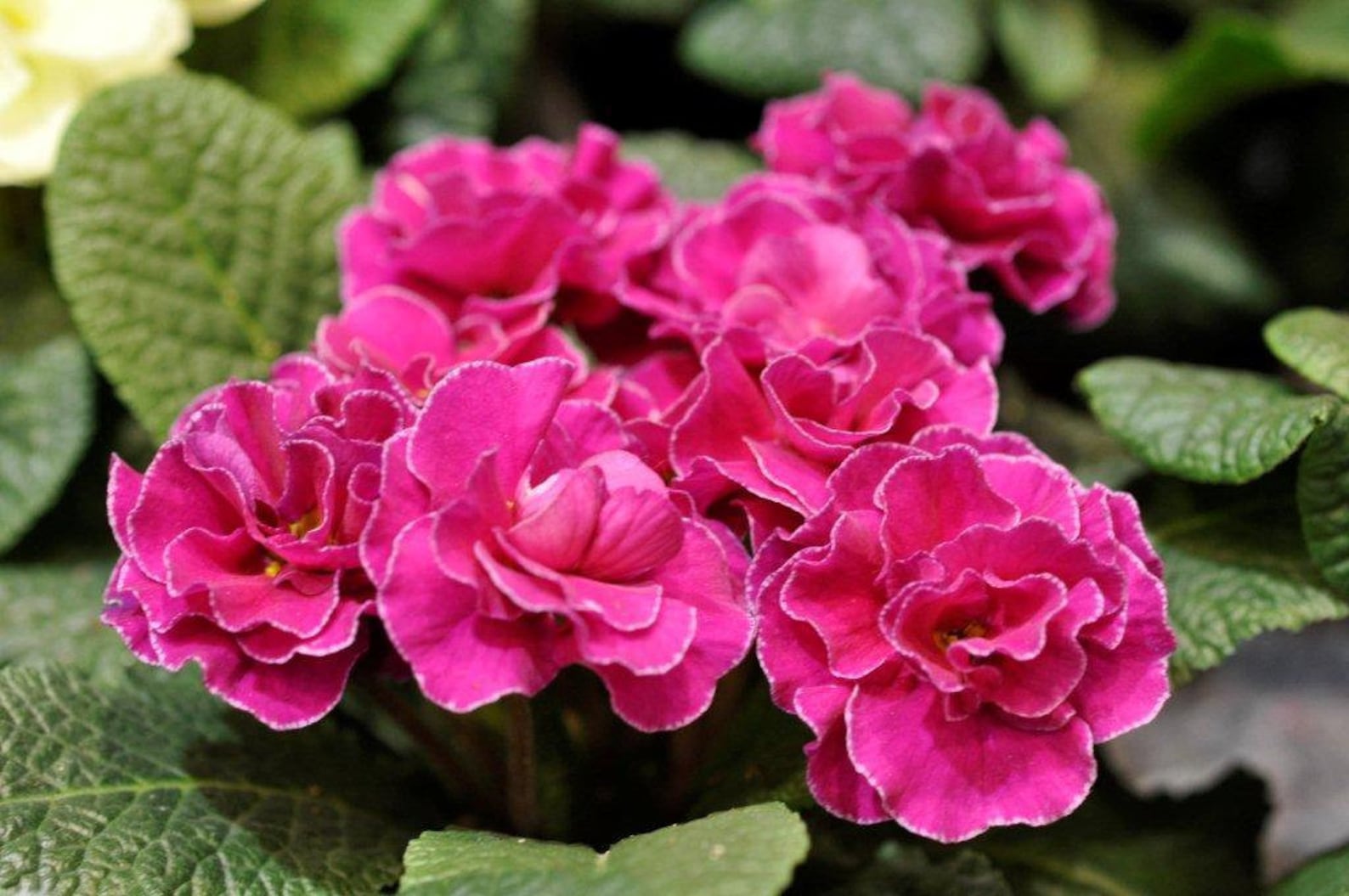 Primula Mix SPRING BOUQUET 1890 - Etsy