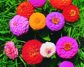 50 Aztec Sunset Mix Zinnia / Flower Seeds. - Etsy