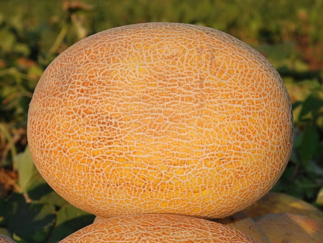 Melon Seeds Bereginya From Ukraine. 45 SEEDS #59 - Etsy Canada