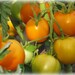 Tomato Seed Tomato Seeds Jason 2110 - Etsy Canada