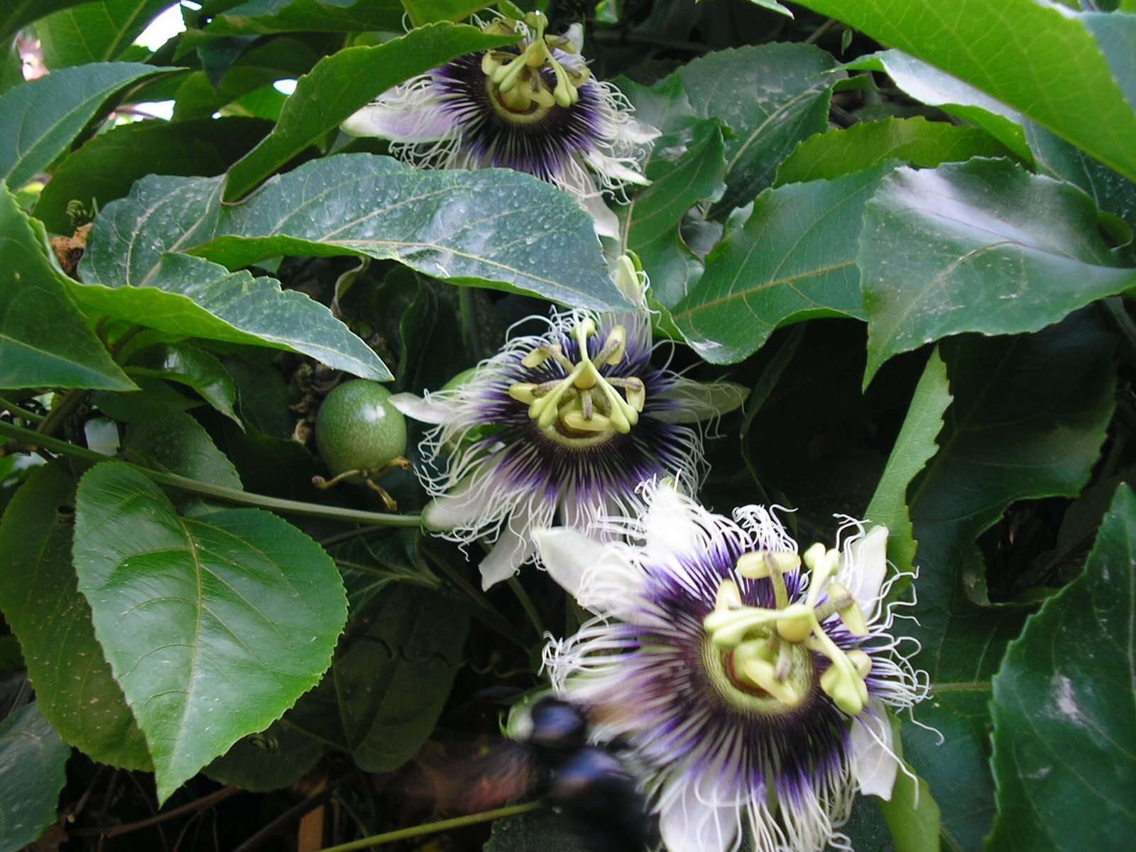 Passiflora edible liana Flower perennials Seeds/ 2152 | Etsy