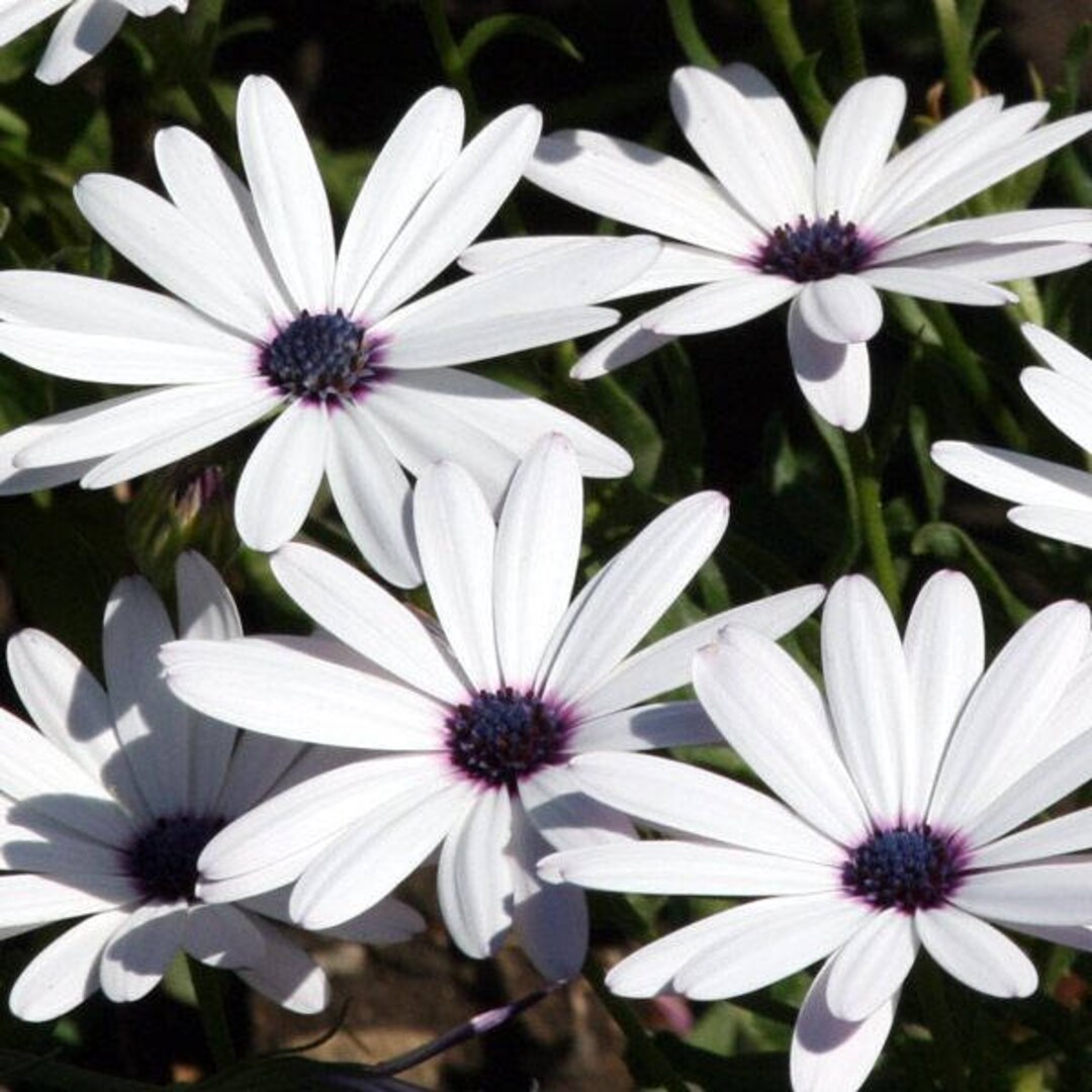 Dimorphotheca Aurantiaca Tetra White Flower Seeds From Ukraine - Etsy