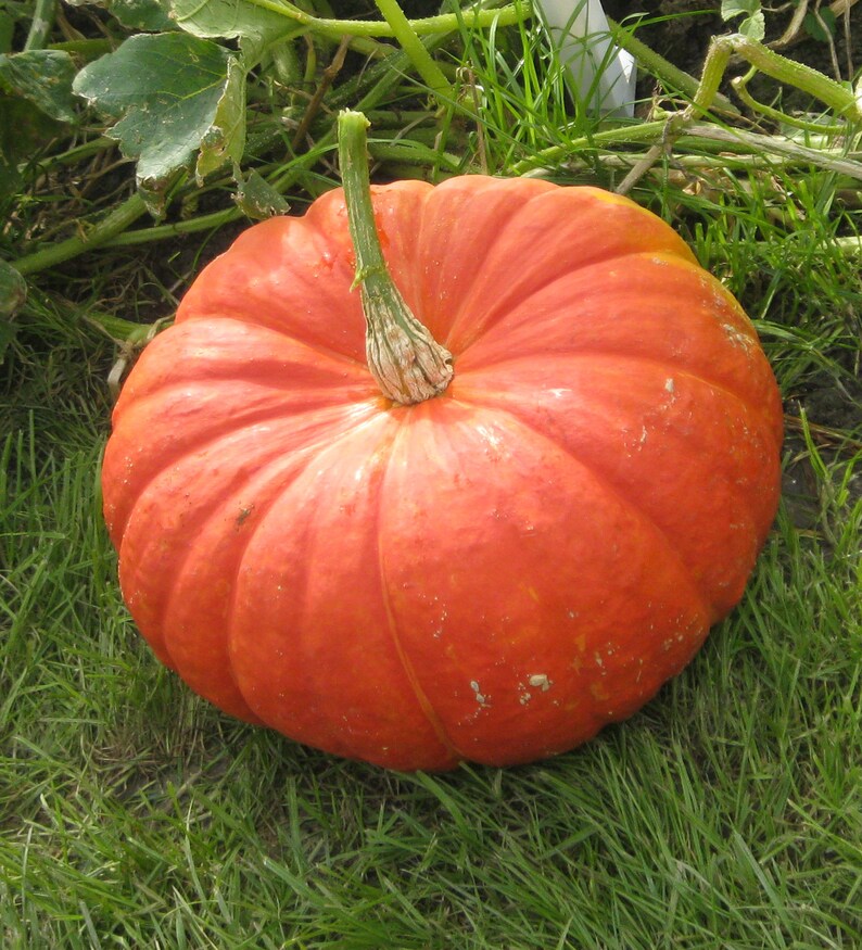 Graines de citrouille Rouge Vif dEtampes - Etsy France