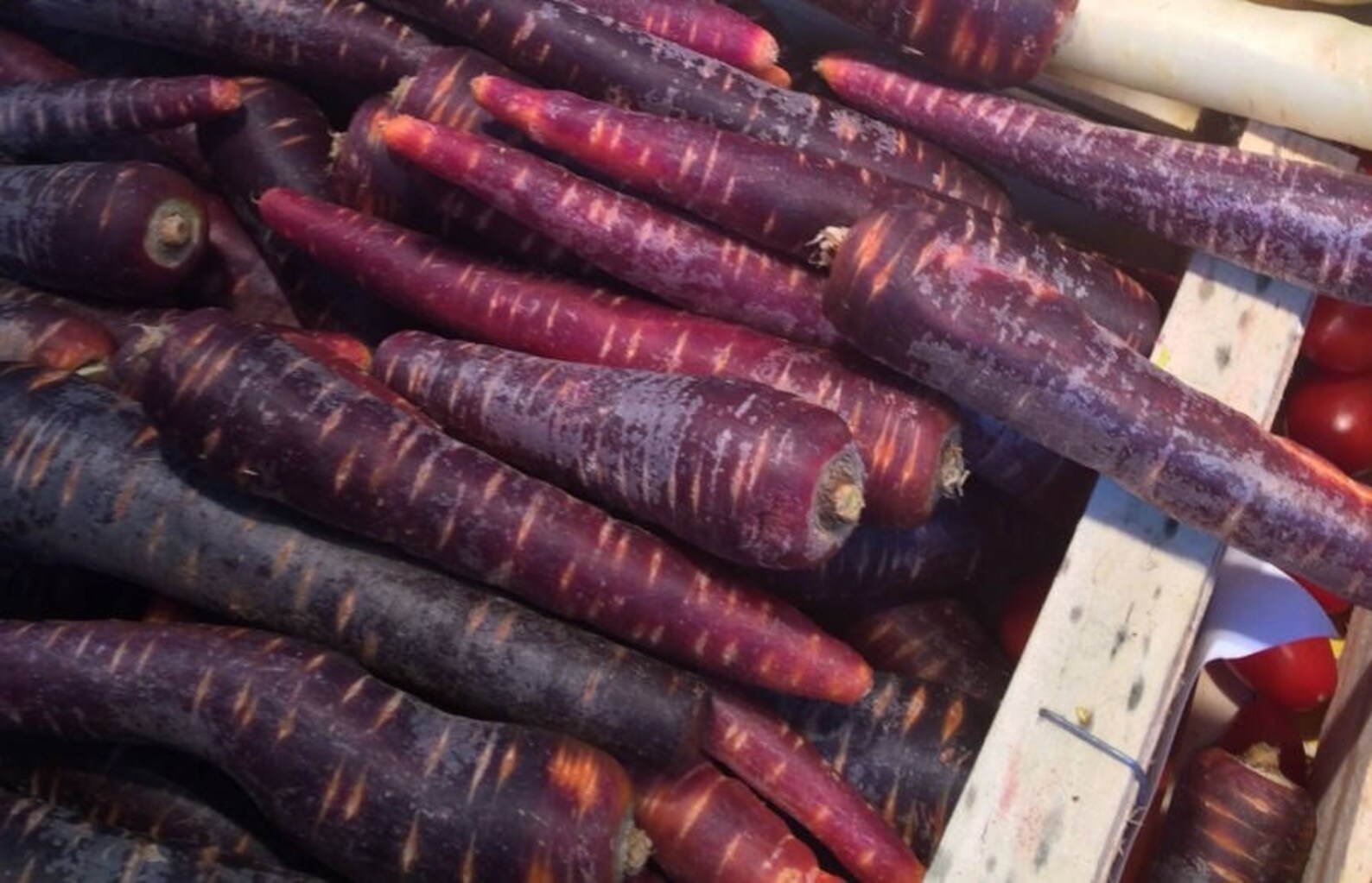 Carrot Rare Seeds Purple Cosmos Ukraine Vegetable Seeds / 1833 | Etsy