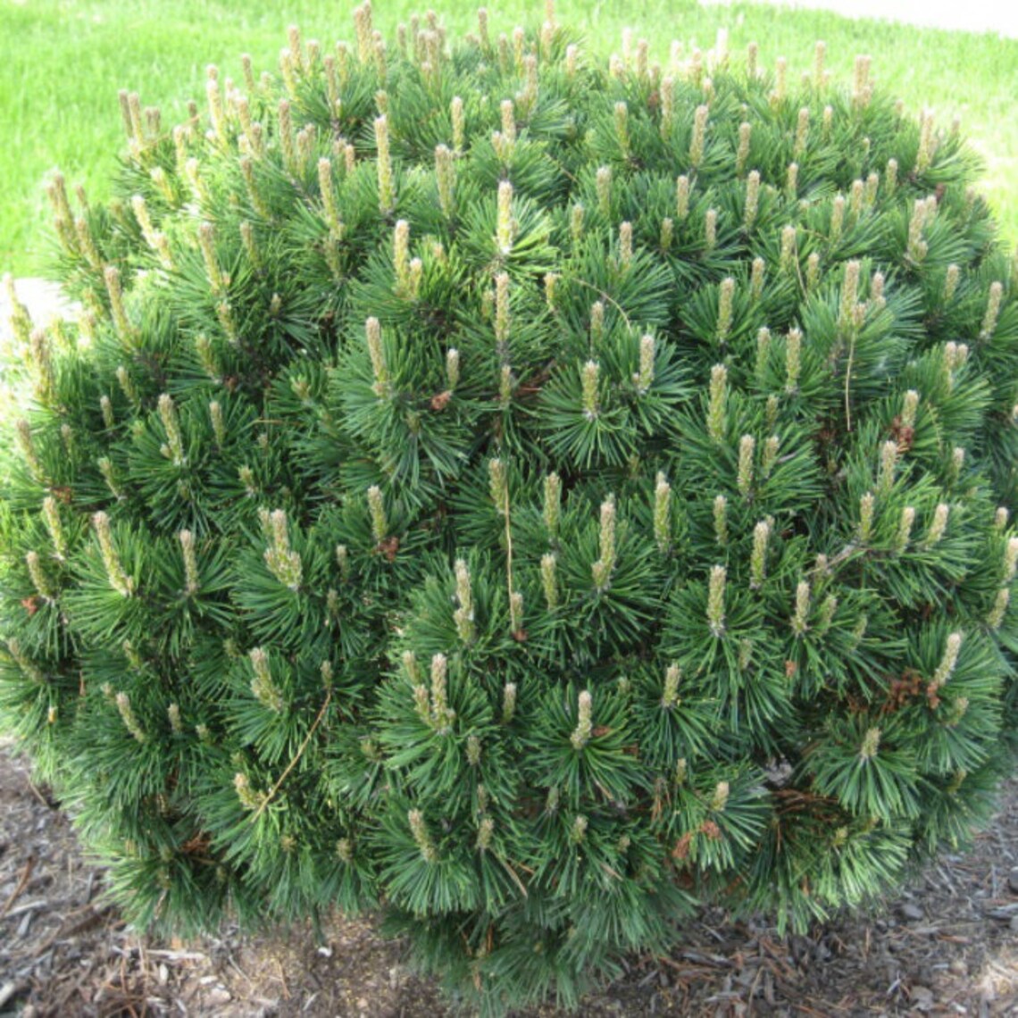 Pinus Mugo V.mughus Tree 20 SEEDS From Ukraine 2084 - Etsy