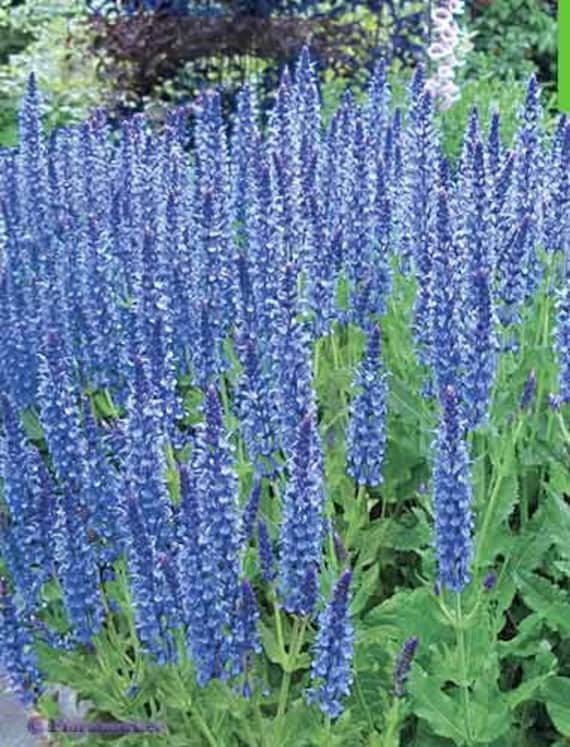 Flowers Seeds Salvia Blue - Etsy