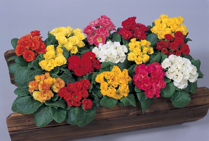 Primula Mix SPRING BOUQUET 1890 - Etsy