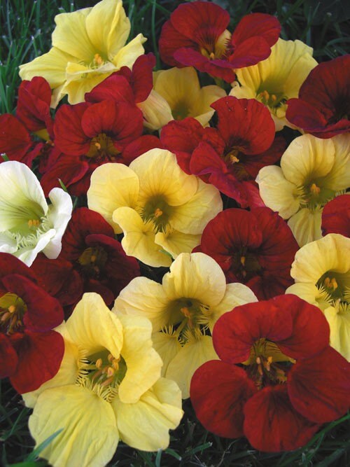 Nasturtium Terry Mix Flower Seeds - Etsy