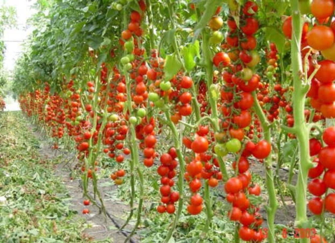 Tomato Seeds Tsifomandra tree Tomato Vegetable Seeds. 25 - Etsy