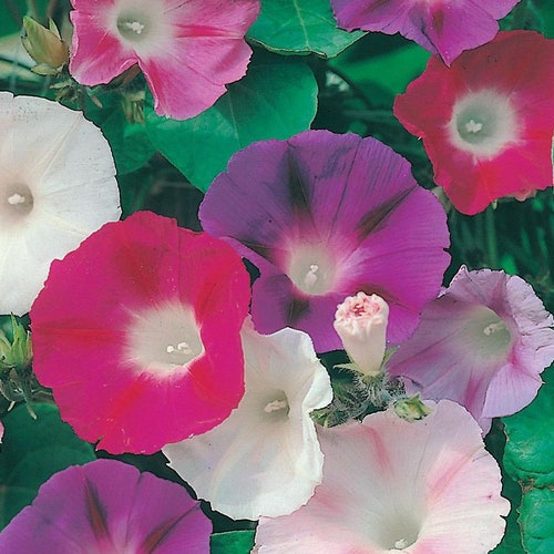 Ice Plant Mix Flower Seeds dorotheanthus Bellidiformis Mix | Etsy