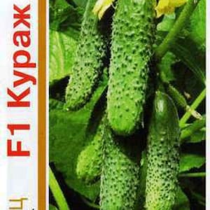 Cucumber Seeds Courage F1 Vegetable Seeds - Etsy