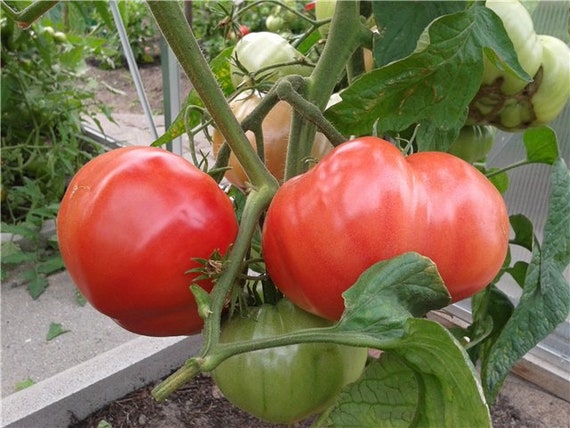 Tomato Pink Elephant Russian High Quality Seeds Home & Hobby Other ...