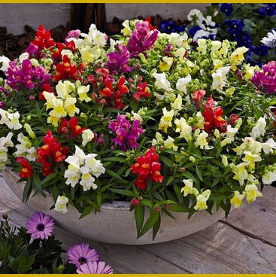 Antirrhinum Majus LOW Snapdragon Annuals Flower Seeds - Etsy Singapore