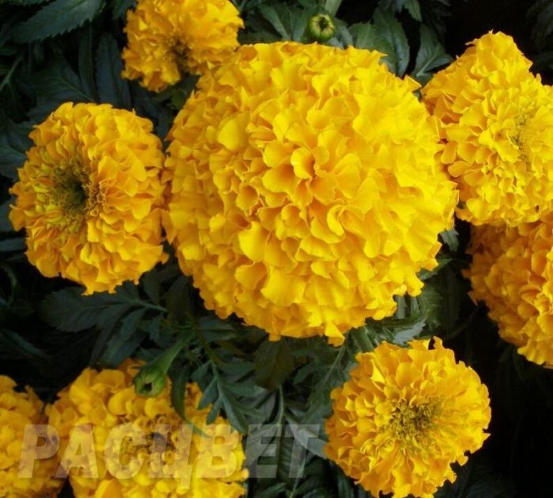 Marigolds upright Flowers Moonlight annuals Seeds from | Etsy