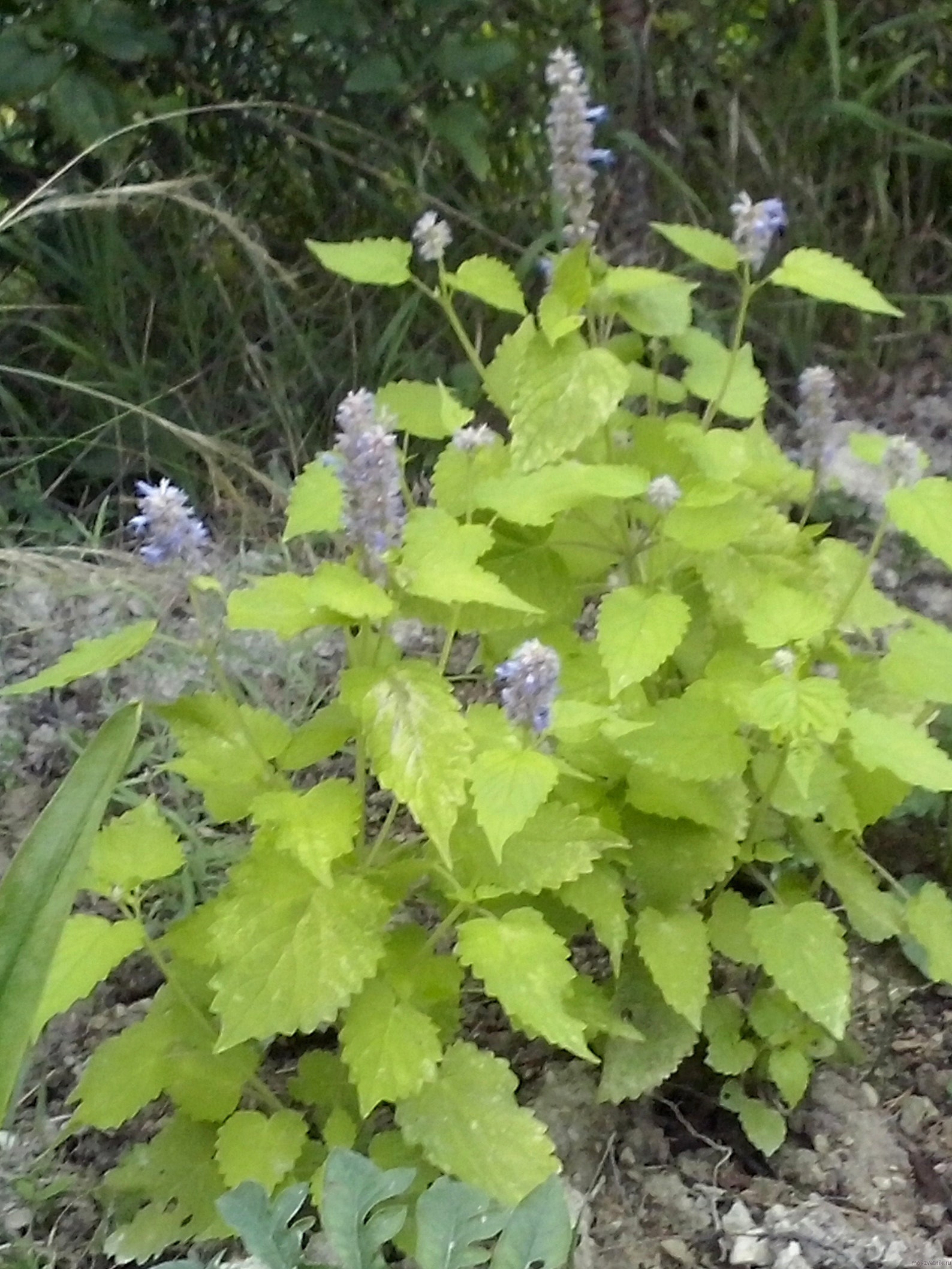 Anise Mint Golden Jubilee - Etsy