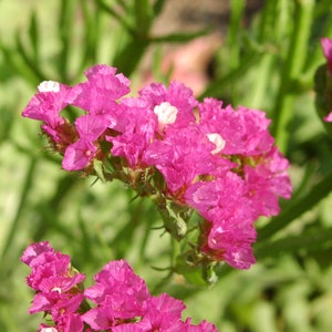 Limonium Mill Kermek Pink Flower Seeds - Etsy