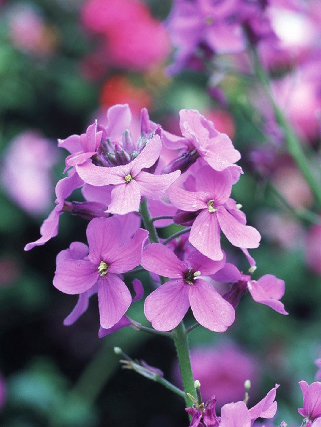 Night Violet Hesperis Matronalis Flower Seeds From Ukraine #417 - Etsy ...