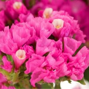 Limonium Mill Kermek Pink Flower Seeds - Etsy