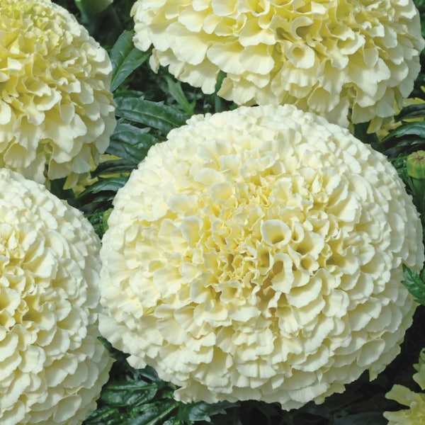 White Marigold Seeds - Etsy