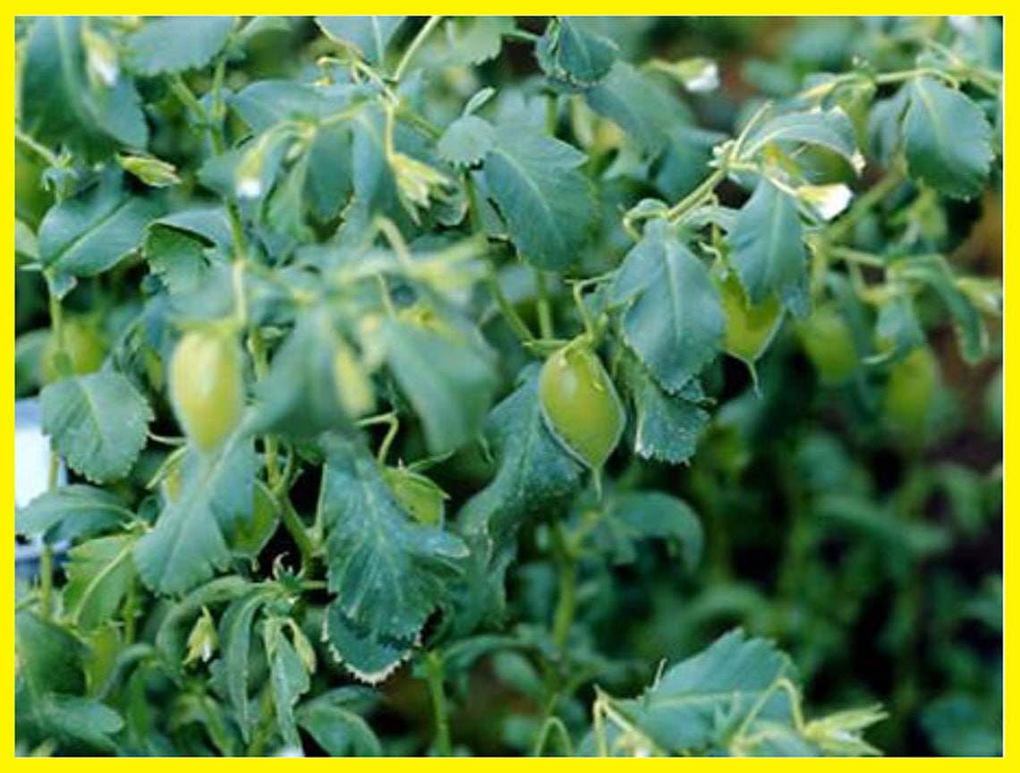 NUT Pea seeds Vegetable chickpeas Heirloom Vegetable Seeds. | Etsy