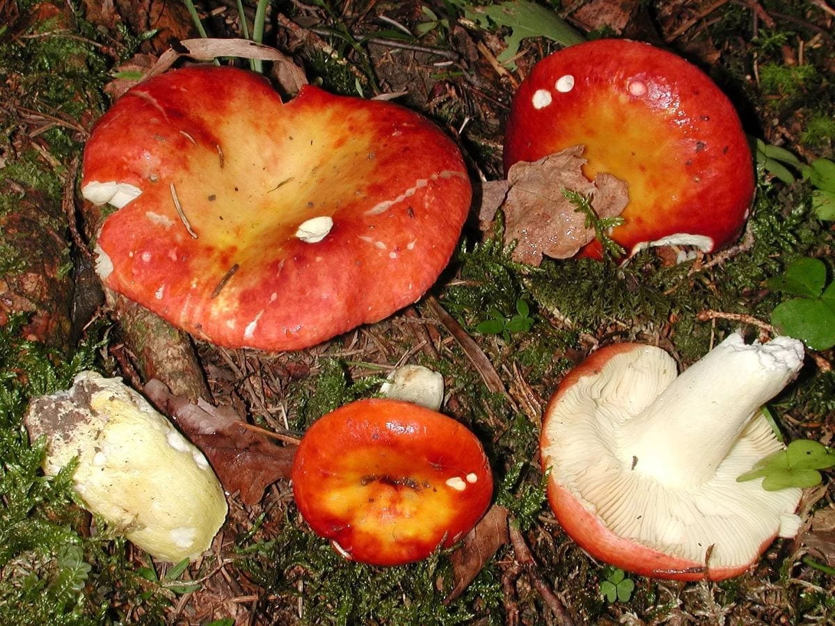 Russula Aurata Mushrooms / Mycelium Spores Spawn Dried - Etsy UK