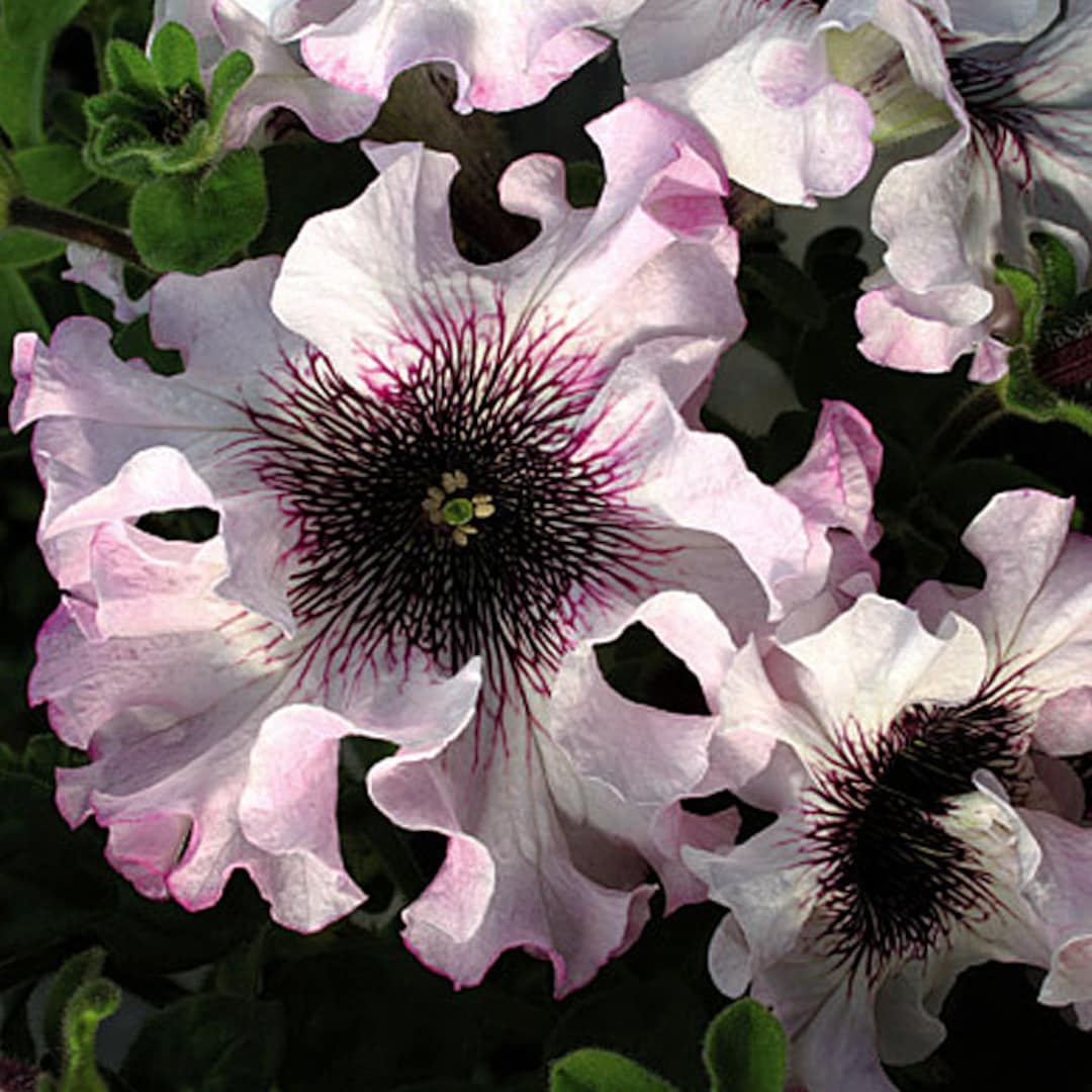 Petunia Alba F1 Flowers Seeds From Ukraine / 1400 - Etsy Canada