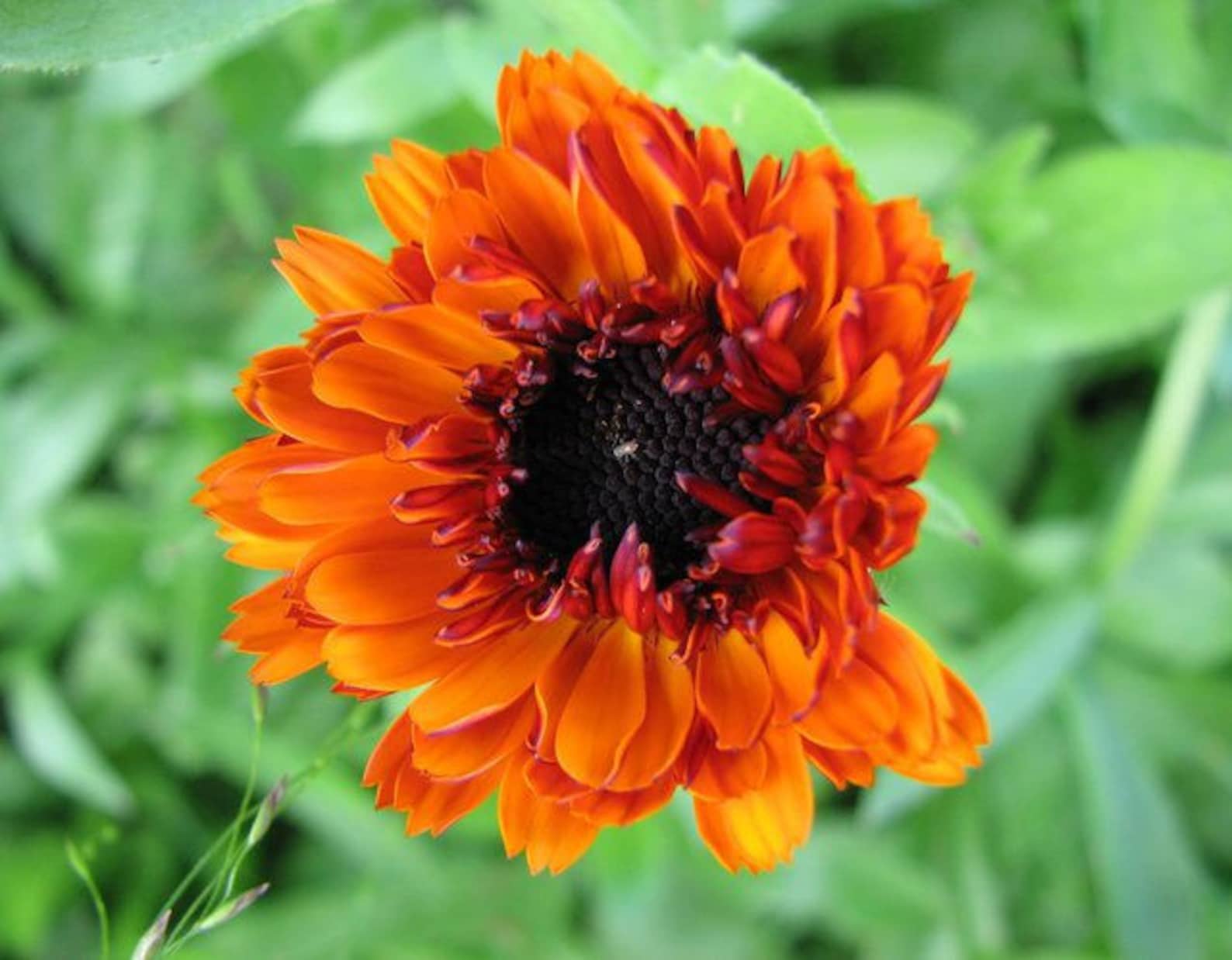 Calendula Officinalis Indian Prince Flowers Seeds From - Etsy