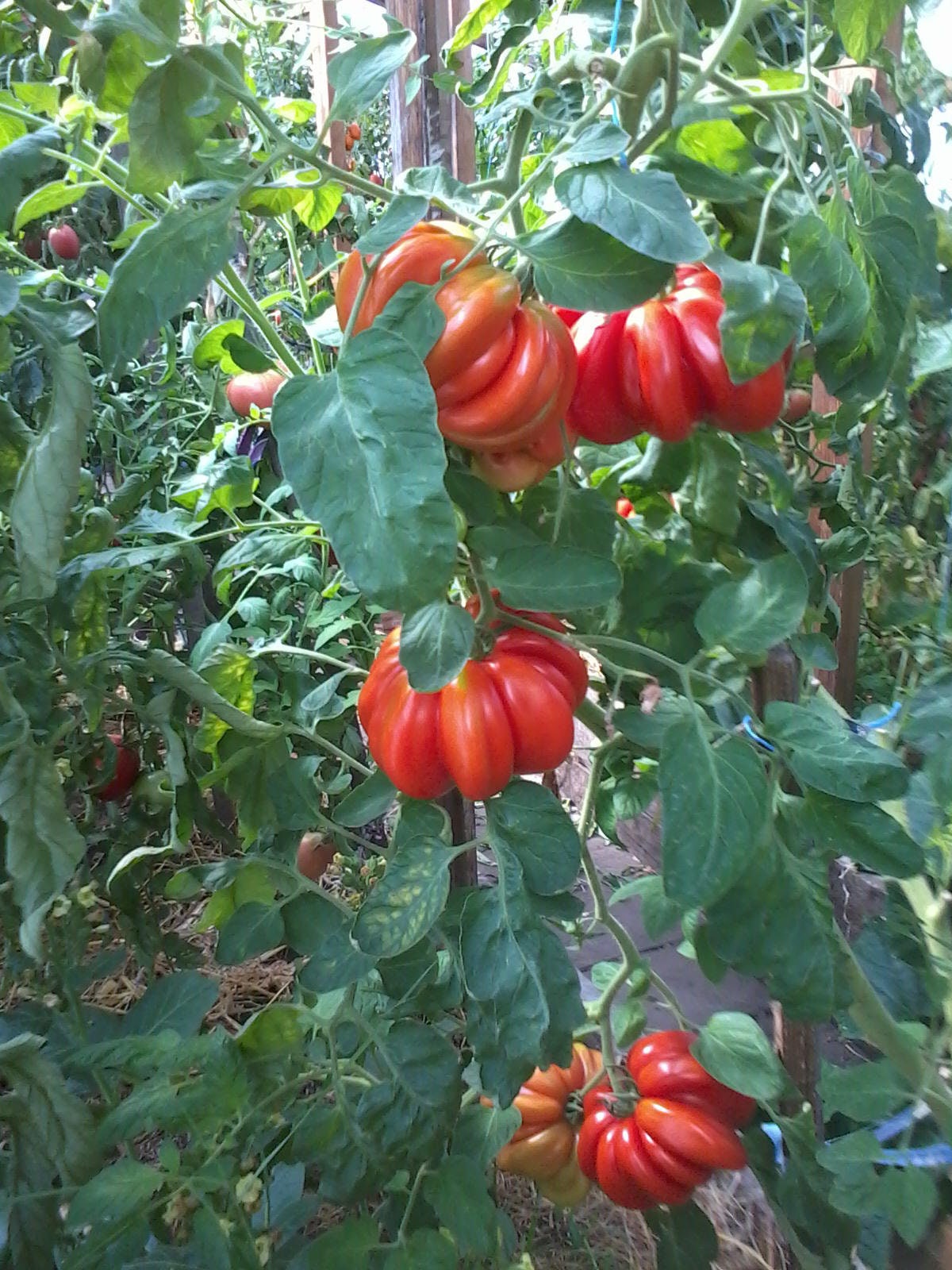 Tomato Seeds Collection American Ribbed Red / 2156 - Etsy
