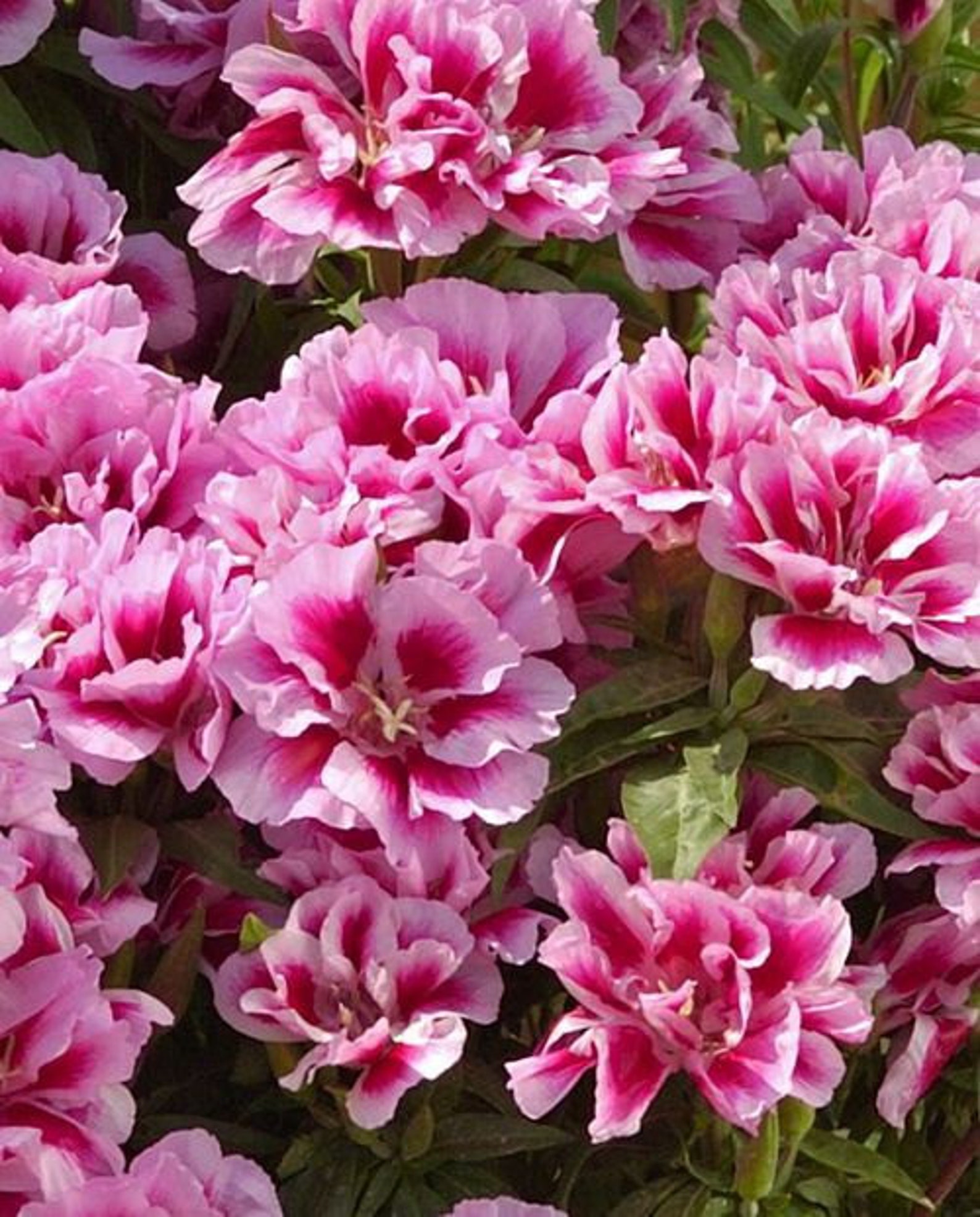 Flowers Seeds Godetia Grandiflora Rembrandt 1042 | Etsy