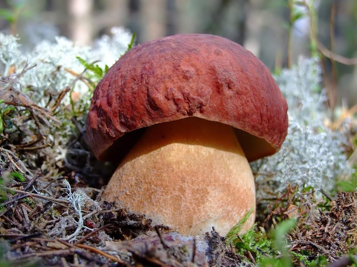 Boletus Pinophilus white Mushroom / Mycelium Spores Spawn - Etsy