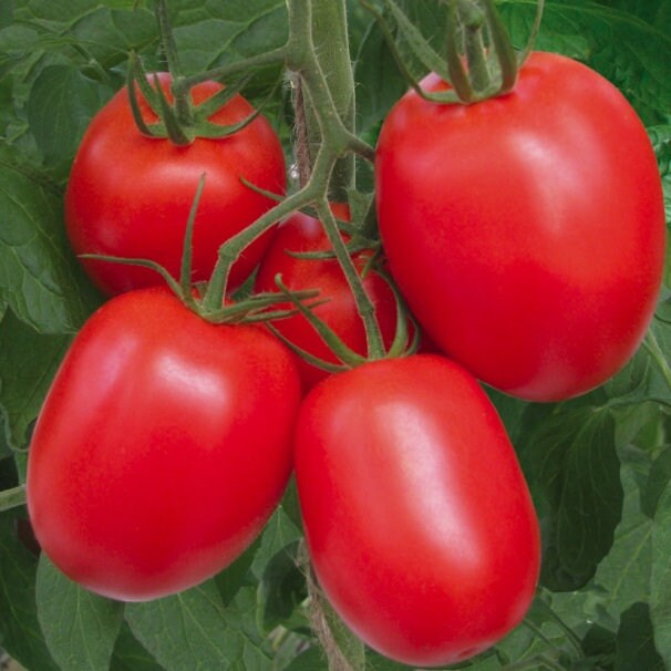 Tomato Seeds Sugar Plum - Etsy