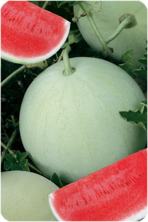 White Watermelon Seeds