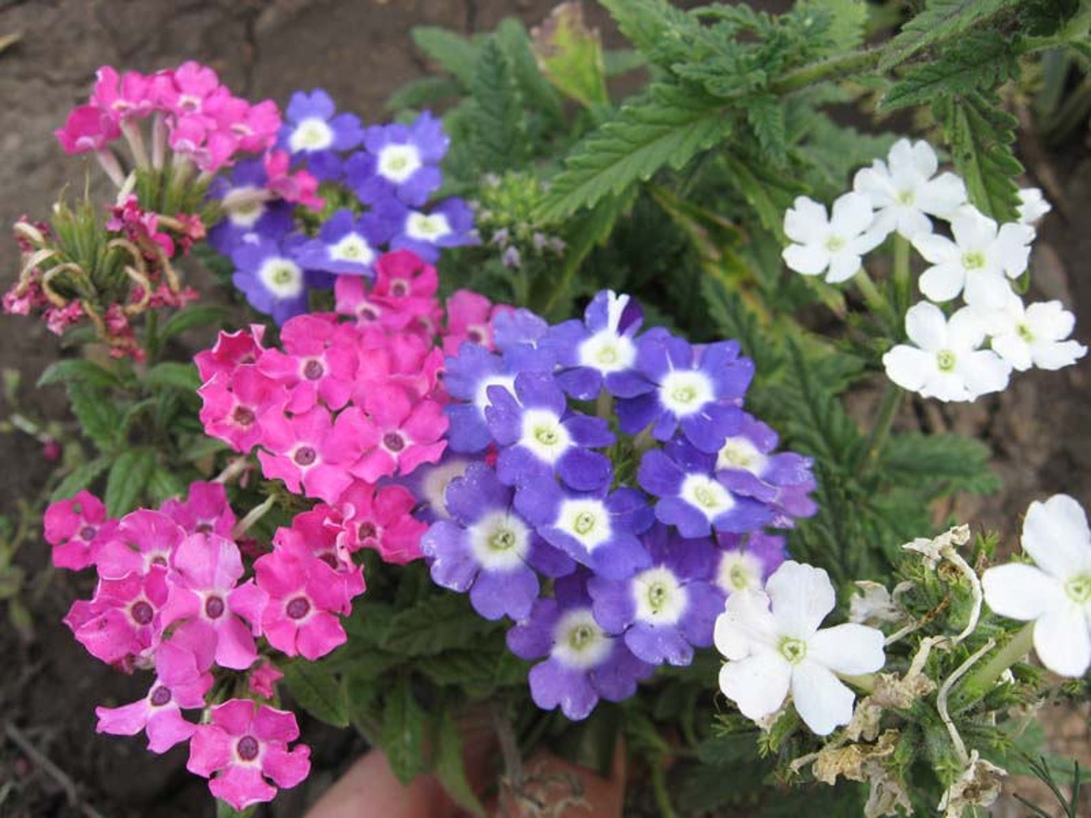 Verbena Seeds MIX Flowers Seeds From Ukraine1010 | Etsy