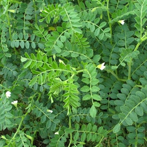 NUT Pea seeds Vegetable chickpeas Heirloom Vegetable Seeds. | Etsy